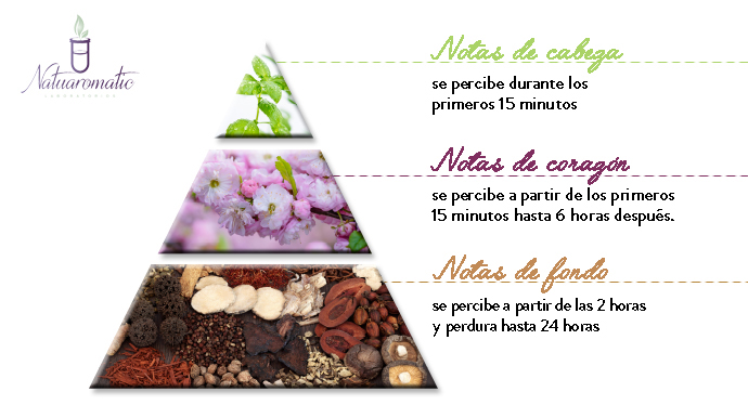 Qué es la pirámide olfativa y cómo utilizarla para elegir un perfume